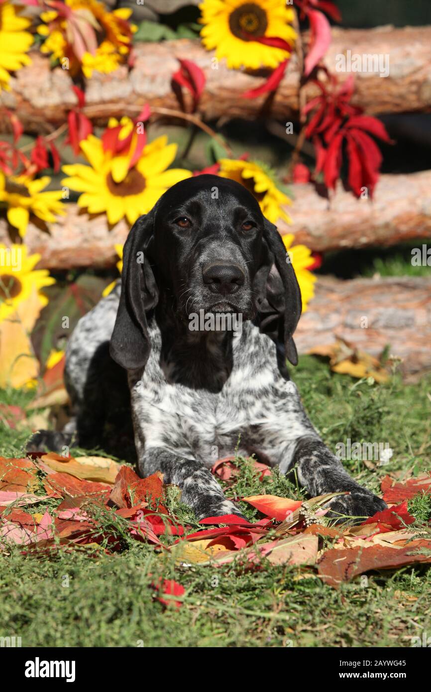 German shorthaired pointer flowers hi-res stock photography and images ...