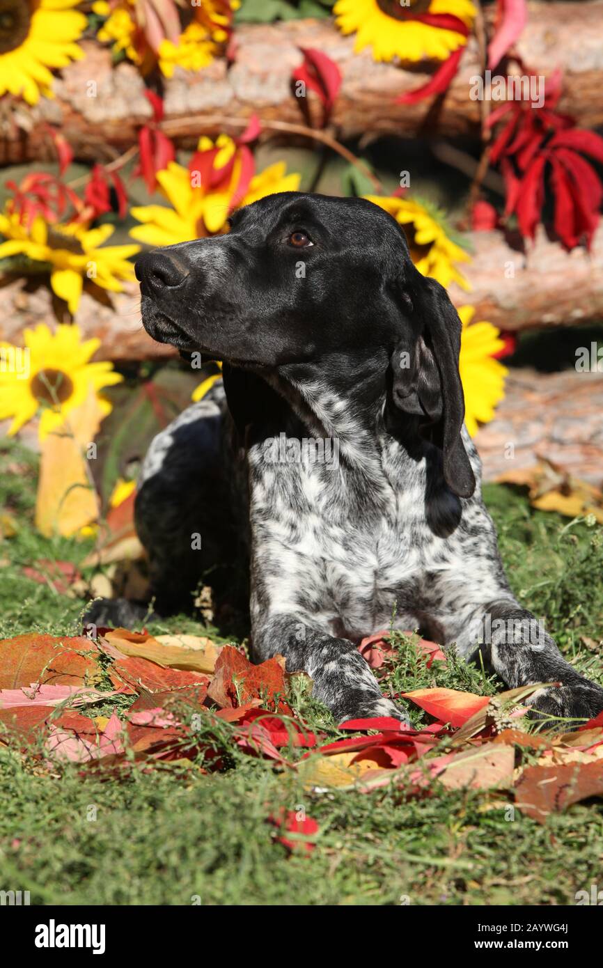 German shorthaired pointer flowers hi-res stock photography and images ...