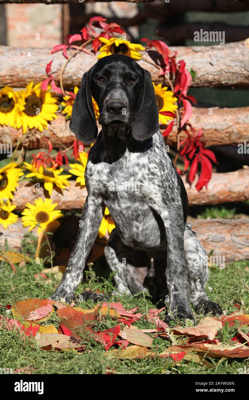 German shorthaired pointer flowers hi-res stock photography and images ...