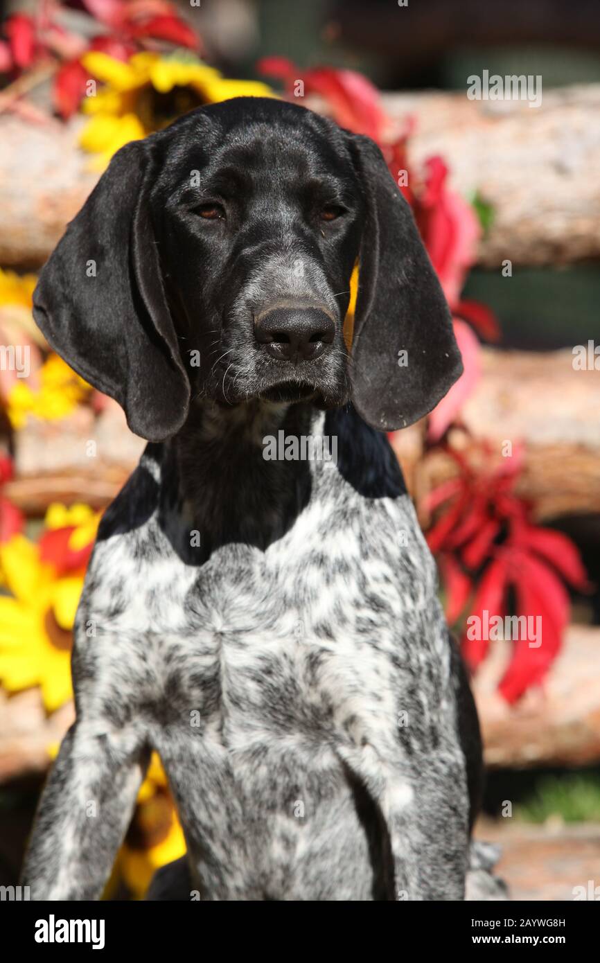 German shorthaired pointer flowers hi-res stock photography and images ...