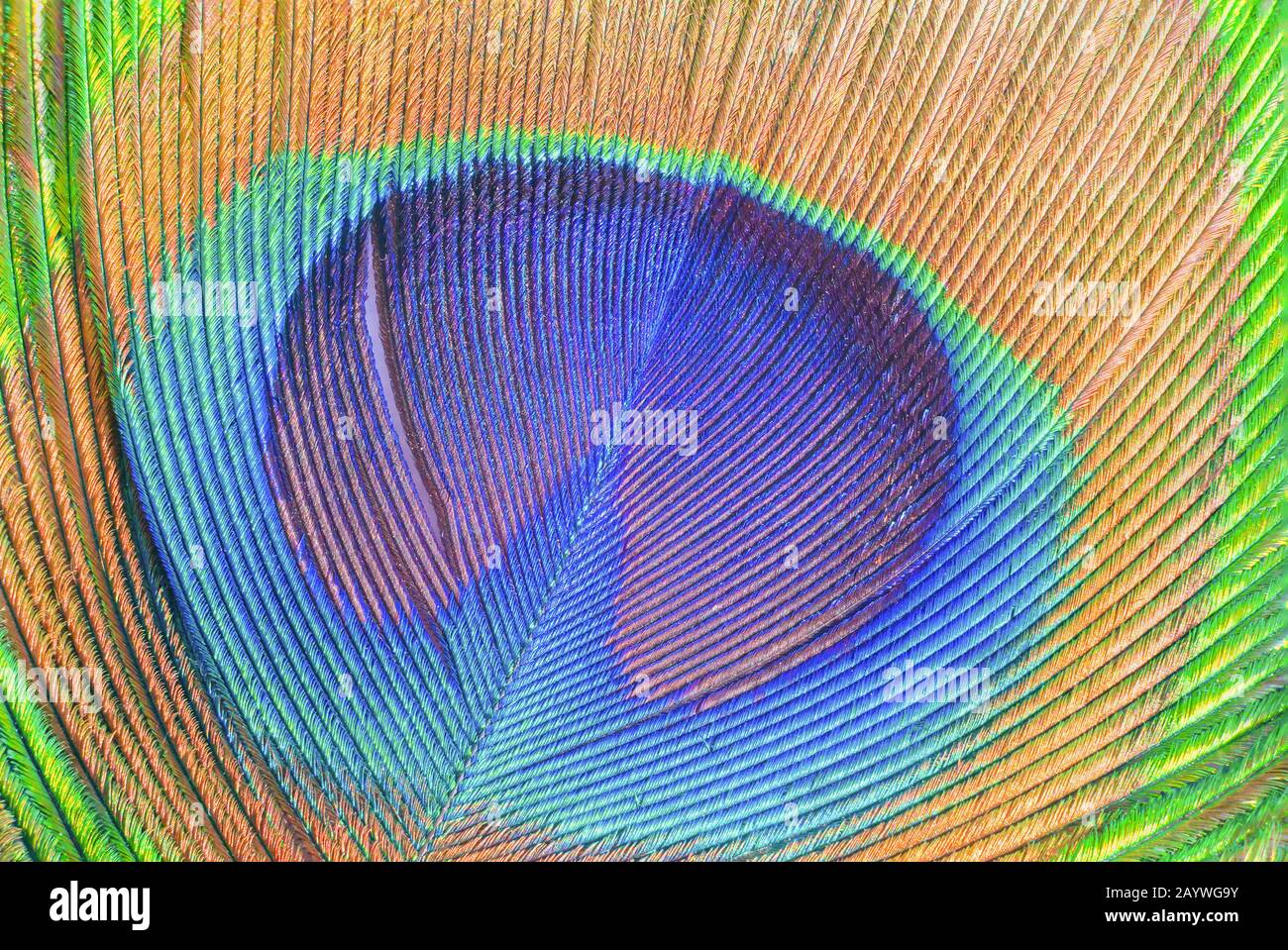 Indian Peacock Background Patterns