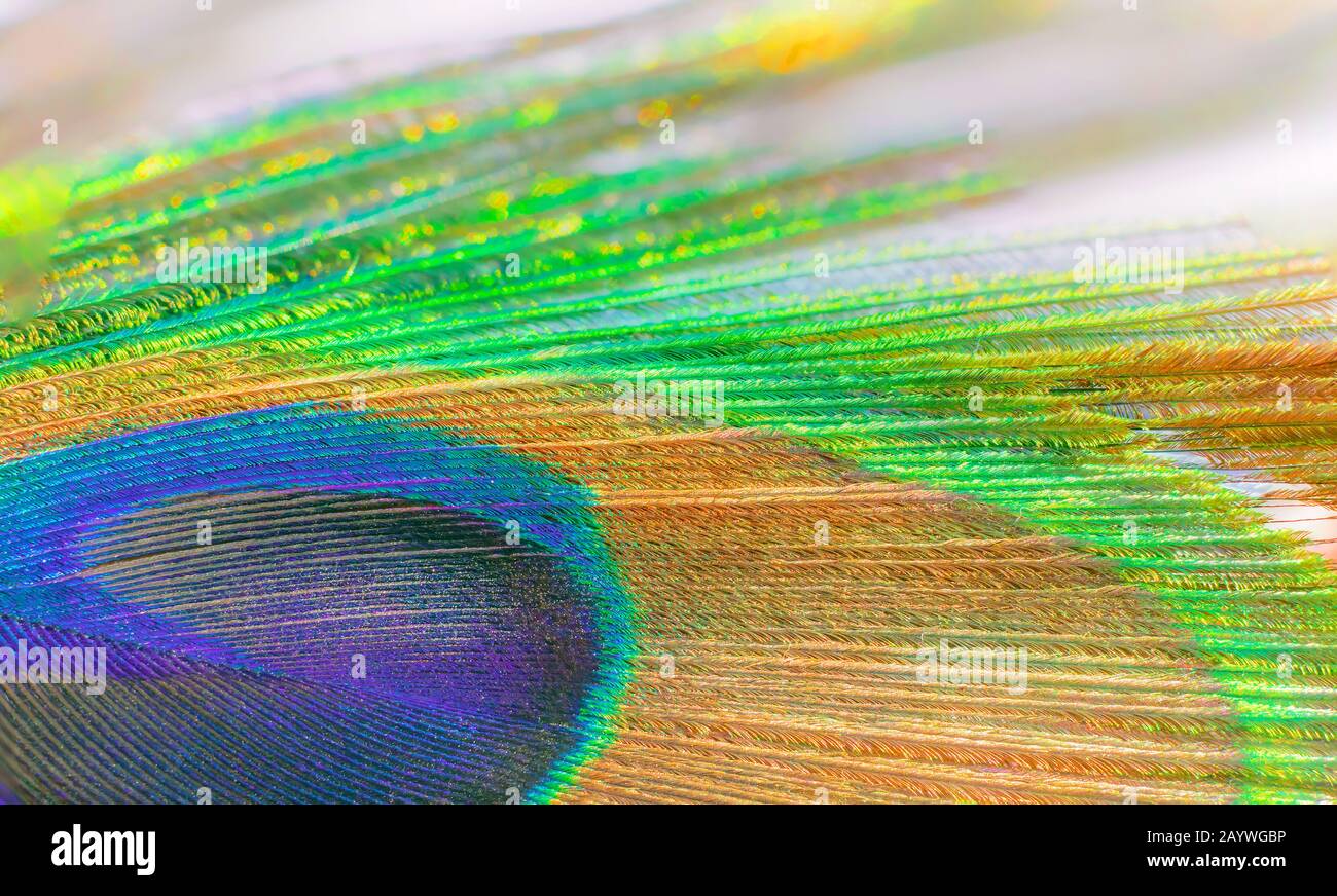 close up of indian peacock colorful tail textures and patterns.peacock ...