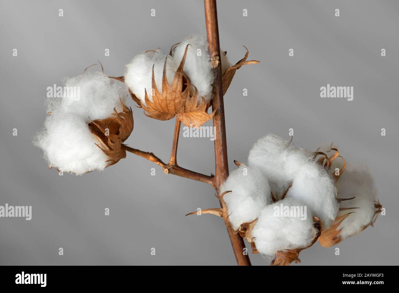 Cotton flower detail hi-res stock photography and images - Alamy