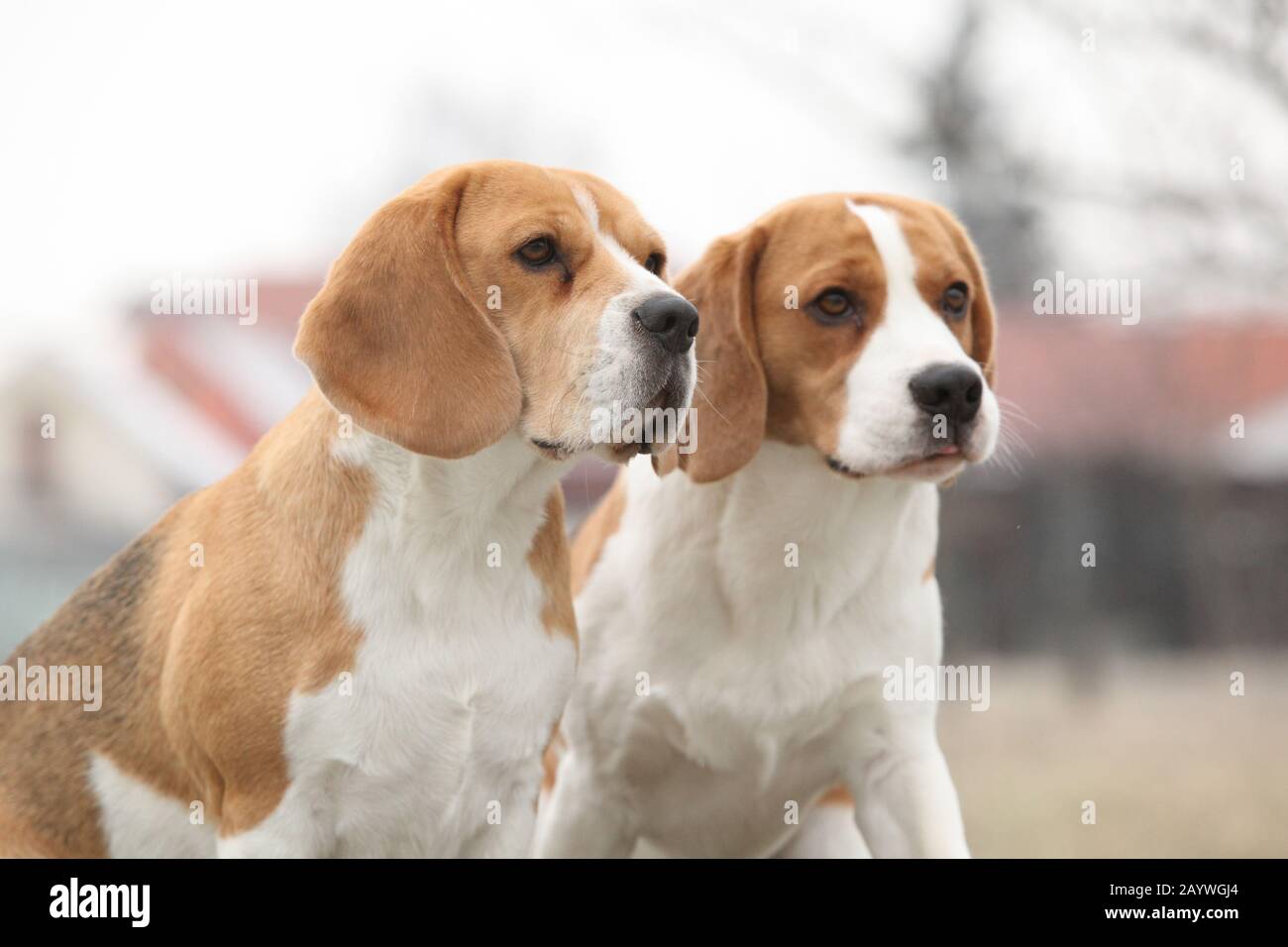 Two amazing beagles in winter garden together Stock Photo - Alamy