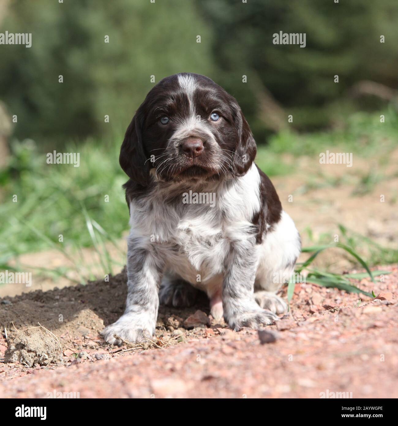 Beautiful puppy of German Quail Dog in spring Stock Photo - Alamy