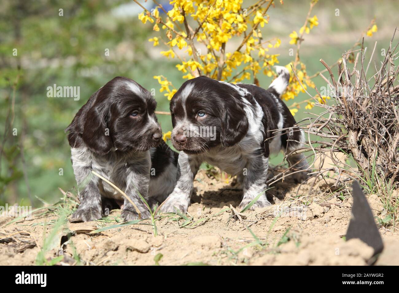 Beautiful puppies of German Quail Dog in spring Stock Photo - Alamy