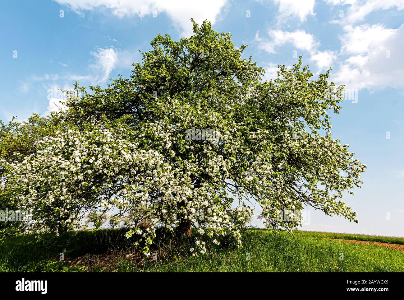Hessian rural landscape with the blooming apple tree on the roadside ...