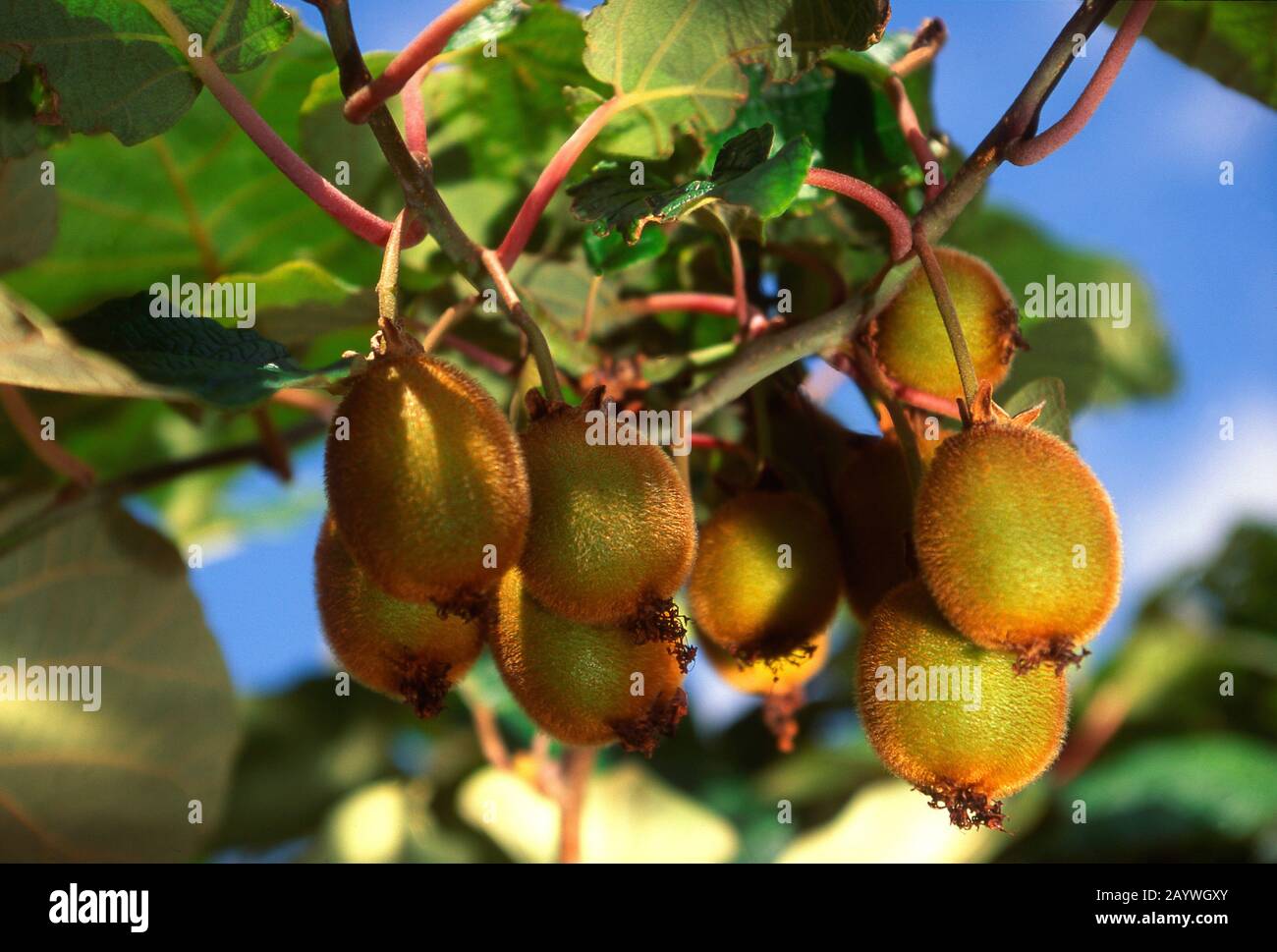 Kiwis on a branch Stock Photo - Alamy