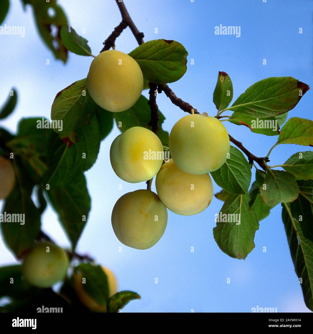 Plum fruit tree hi-res stock photography and images - Alamy