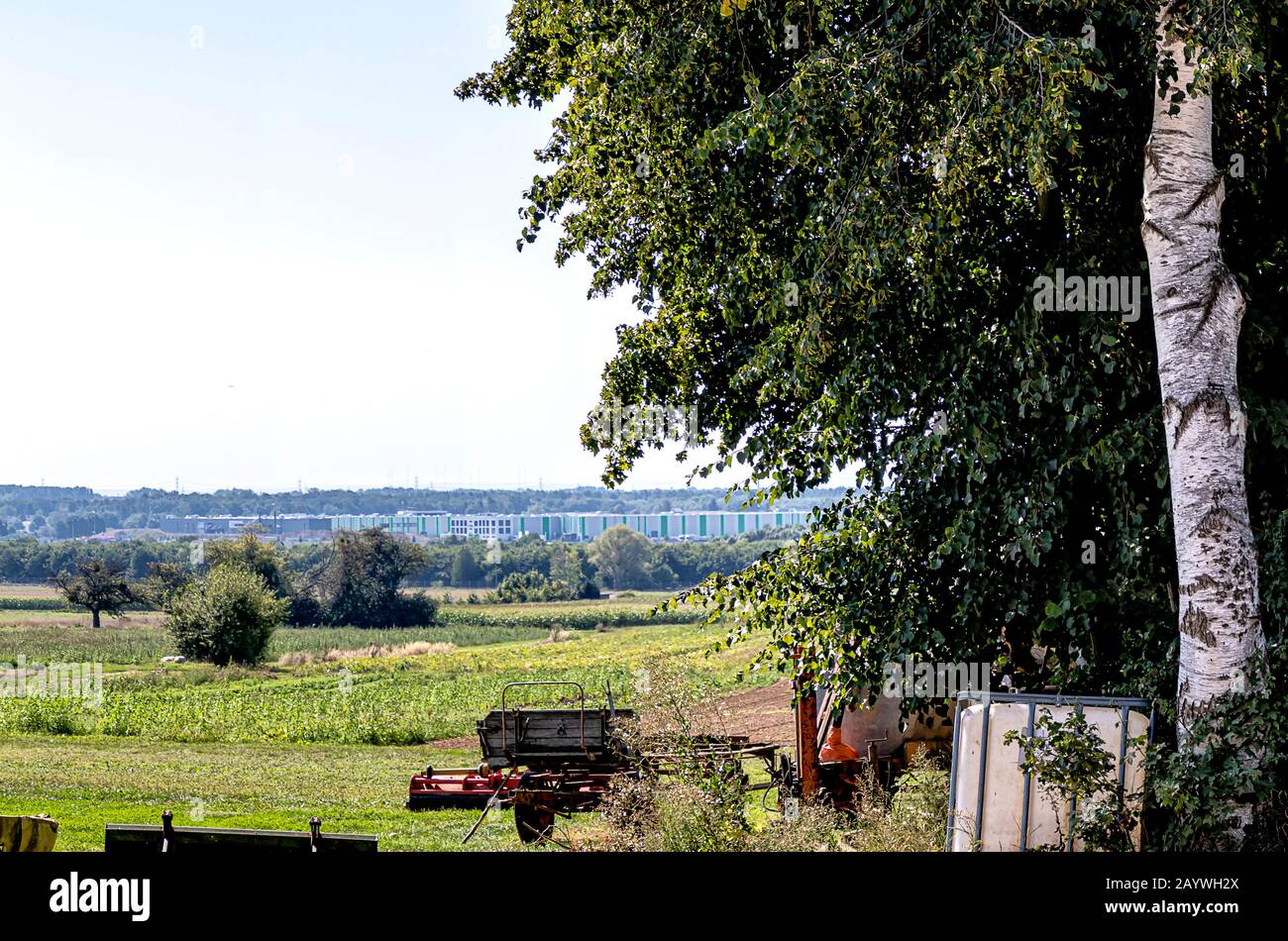 Hessian rural landscape with magnificent European White Birch (Betula ...
