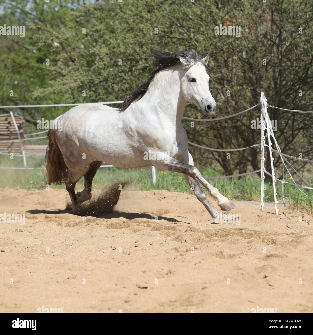 Amazign white andalusian stallion moving in spring Stock Photo - Alamy