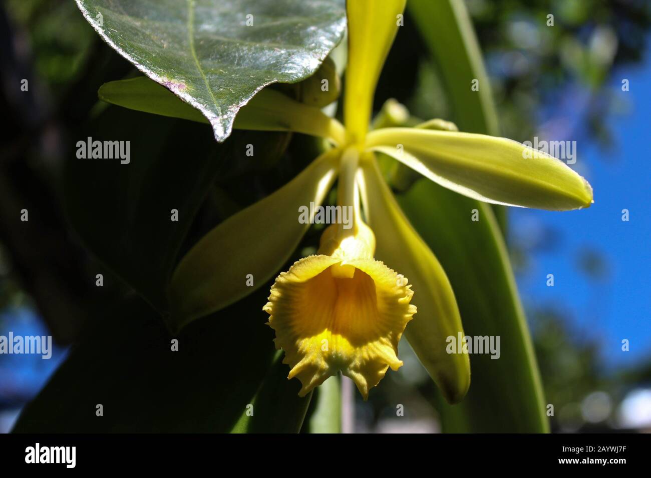 Vanilla flower hi-res stock photography and images - Alamy