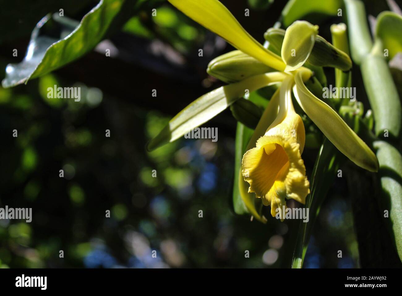 Vanilla flower hi-res stock photography and images - Alamy