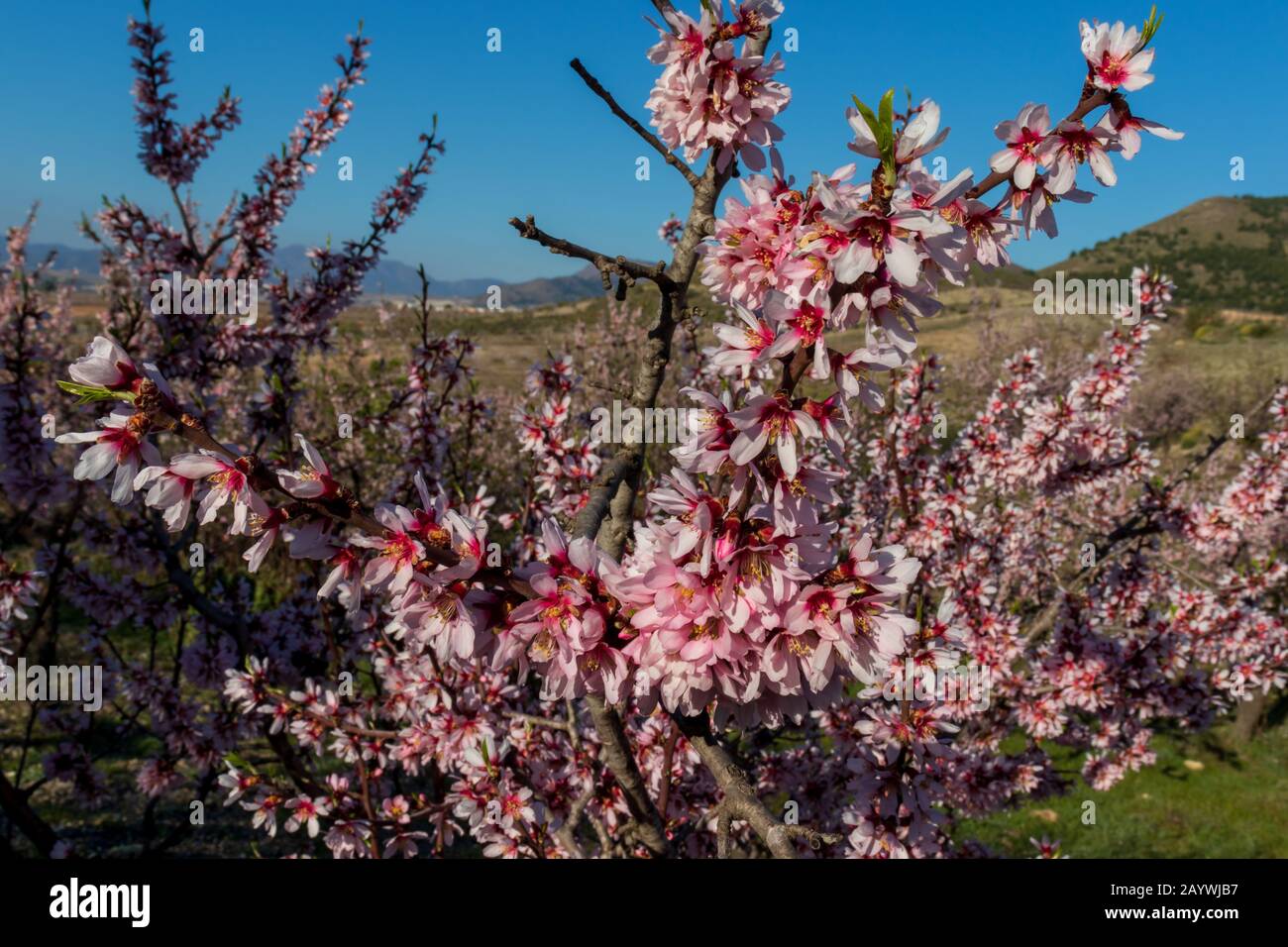 P dulcis hi-res stock photography and images - Alamy