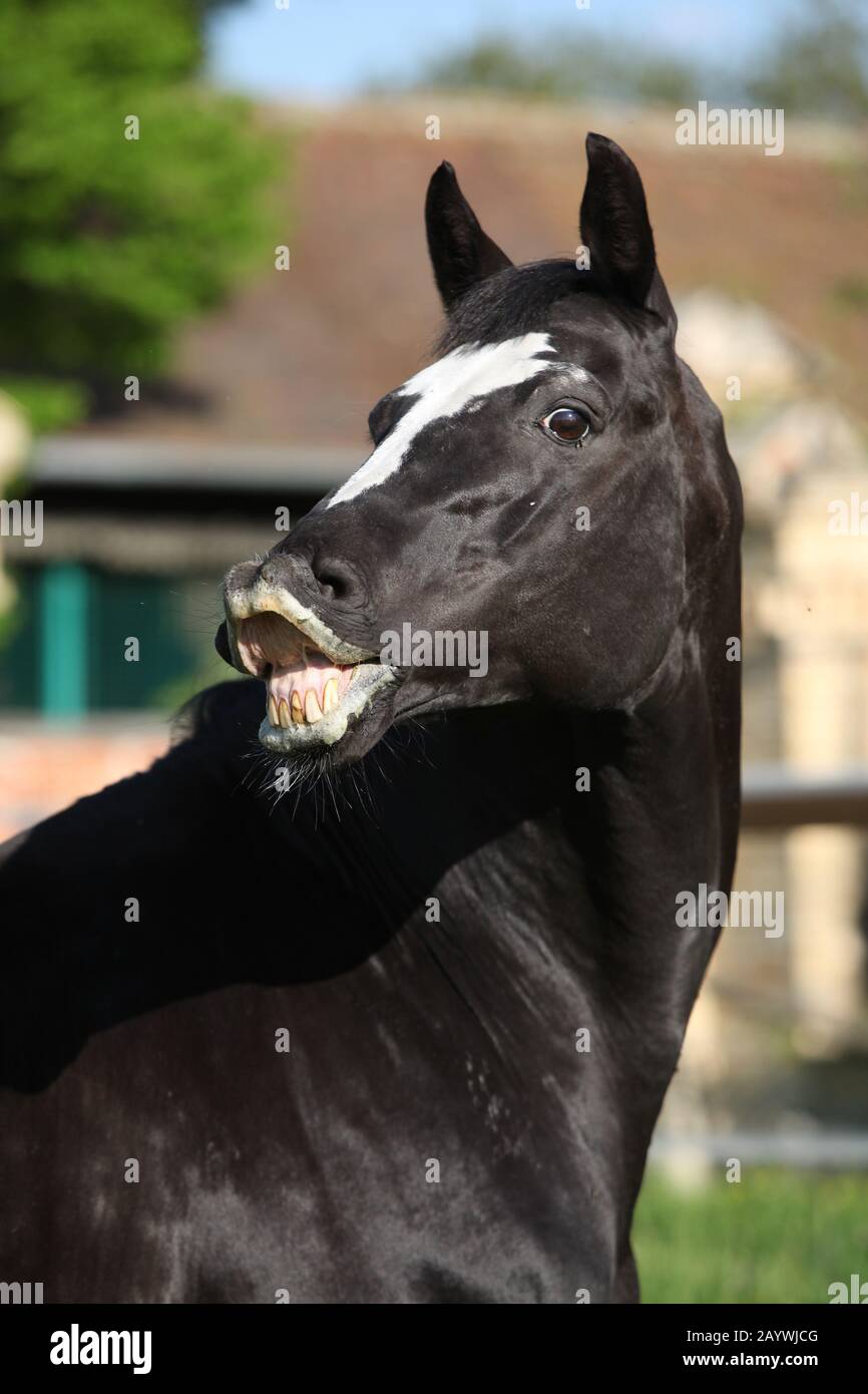 Flehming stallion of dutch warmblood in paddock Stock Photo - Alamy