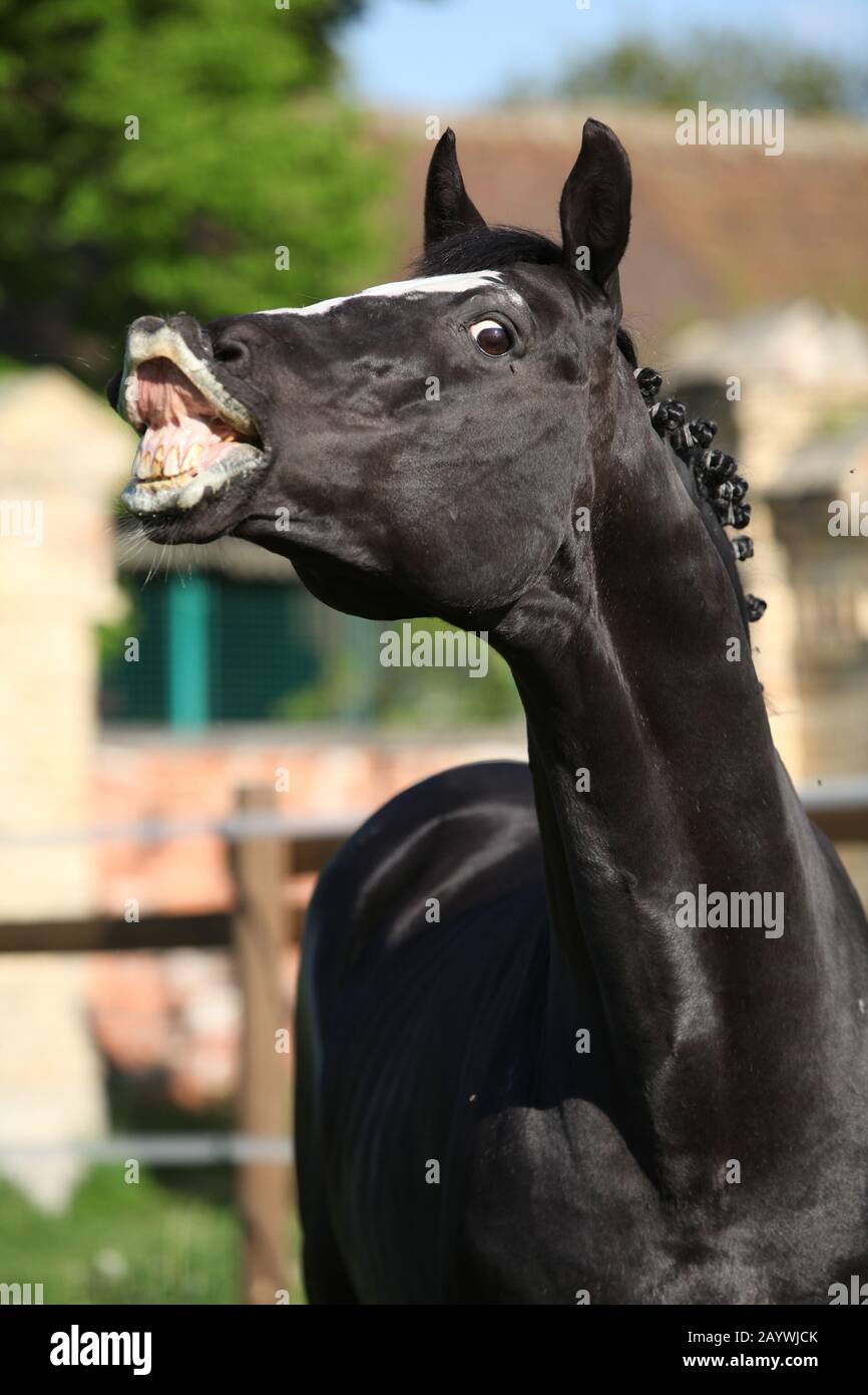 Flehming stallion of dutch warmblood in paddock Stock Photo - Alamy