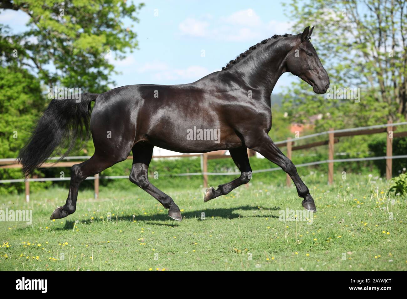 Amazing black dutch warmblood running alone in paddock Stock Photo - Alamy