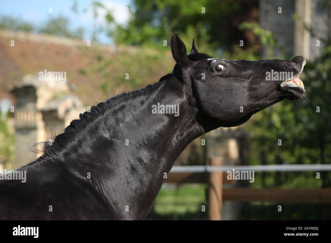 Flehming stallion of dutch warmblood in paddock Stock Photo - Alamy