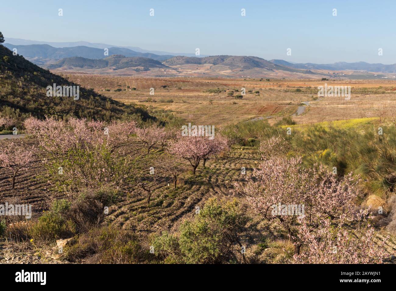 P dulcis hi-res stock photography and images - Alamy