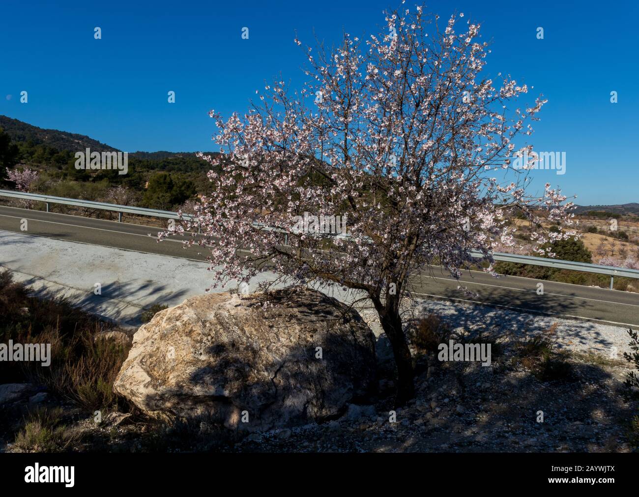 P dulcis hi-res stock photography and images - Alamy