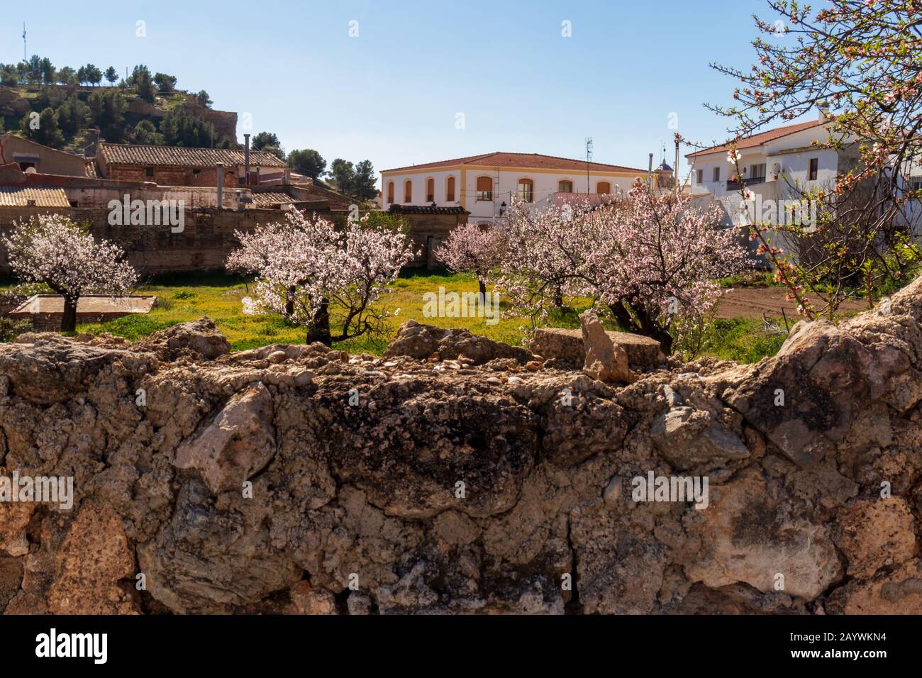 P dulcis hi-res stock photography and images - Alamy