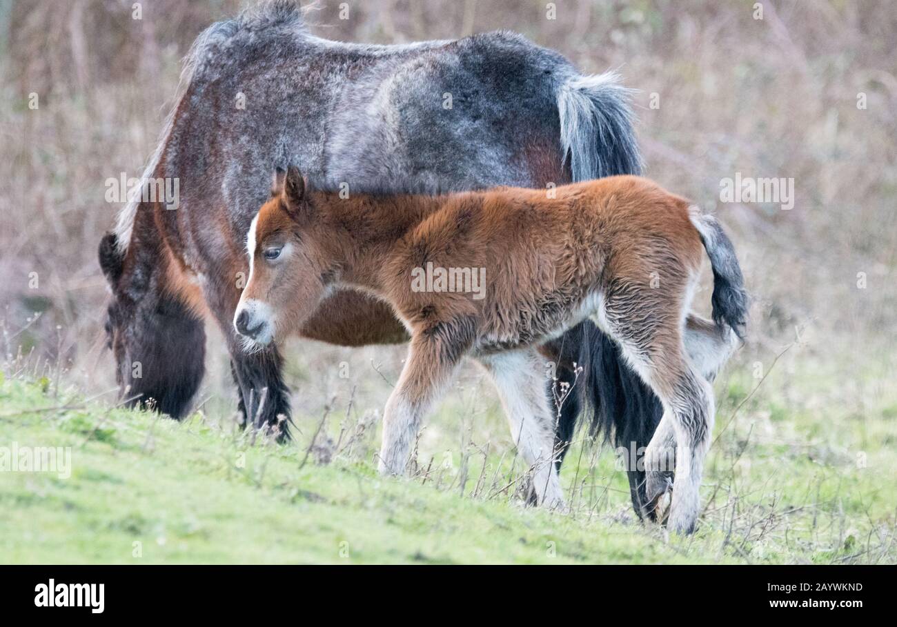Carneddau pony foal hi-res stock photography and images - Alamy