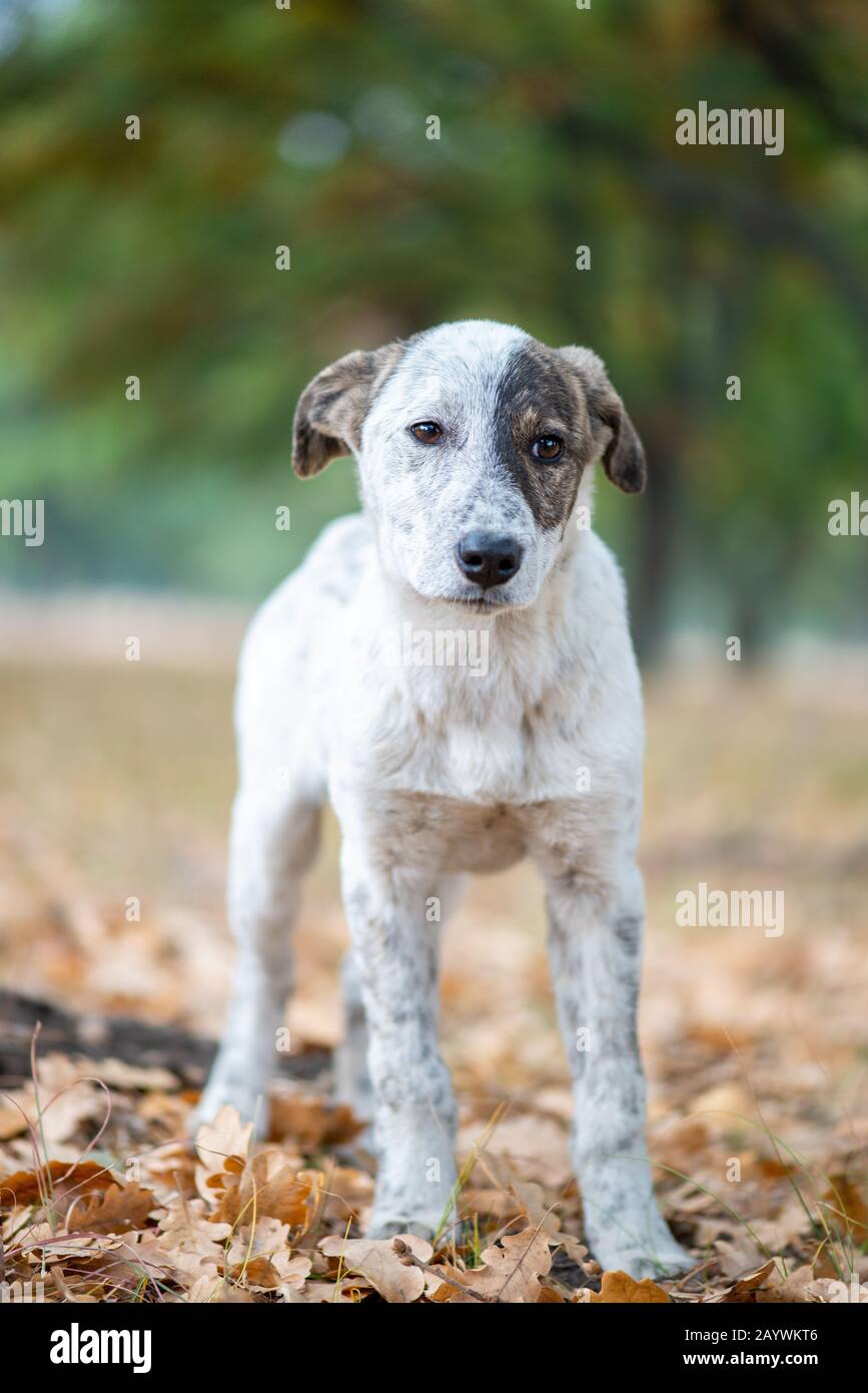 sad street dog looking at the camera Stock Photo - Alamy