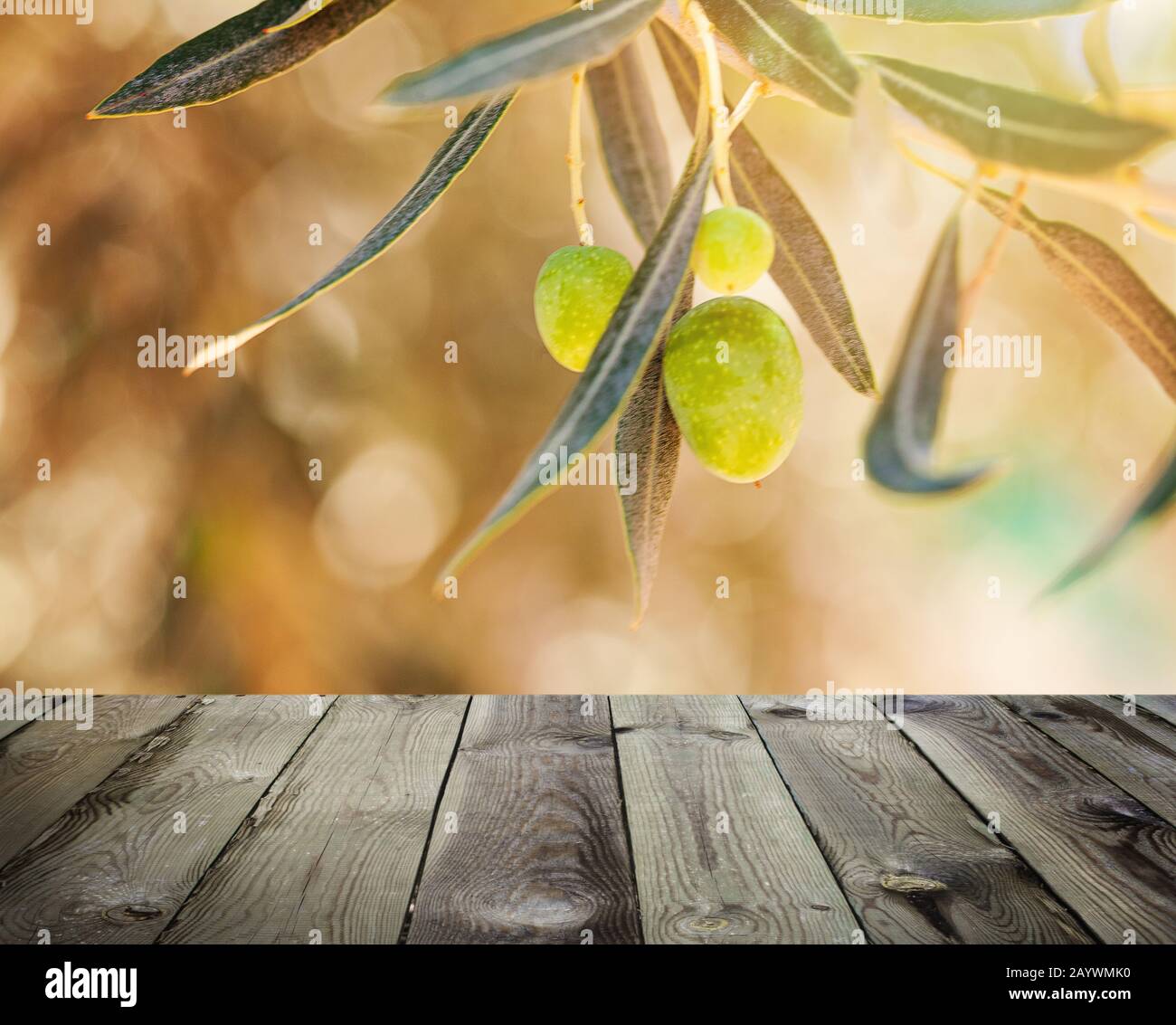 View from wooden terrace. Olives with leaves on olive tree. Season ...