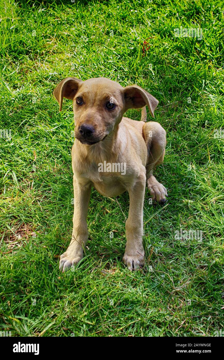 Stray Dog In Mexico City Stock Photo - Alamy