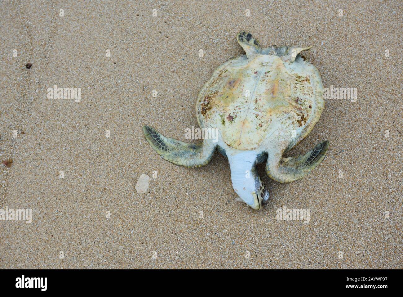 Big dead turtle on ocean beach Stock Photo - Alamy