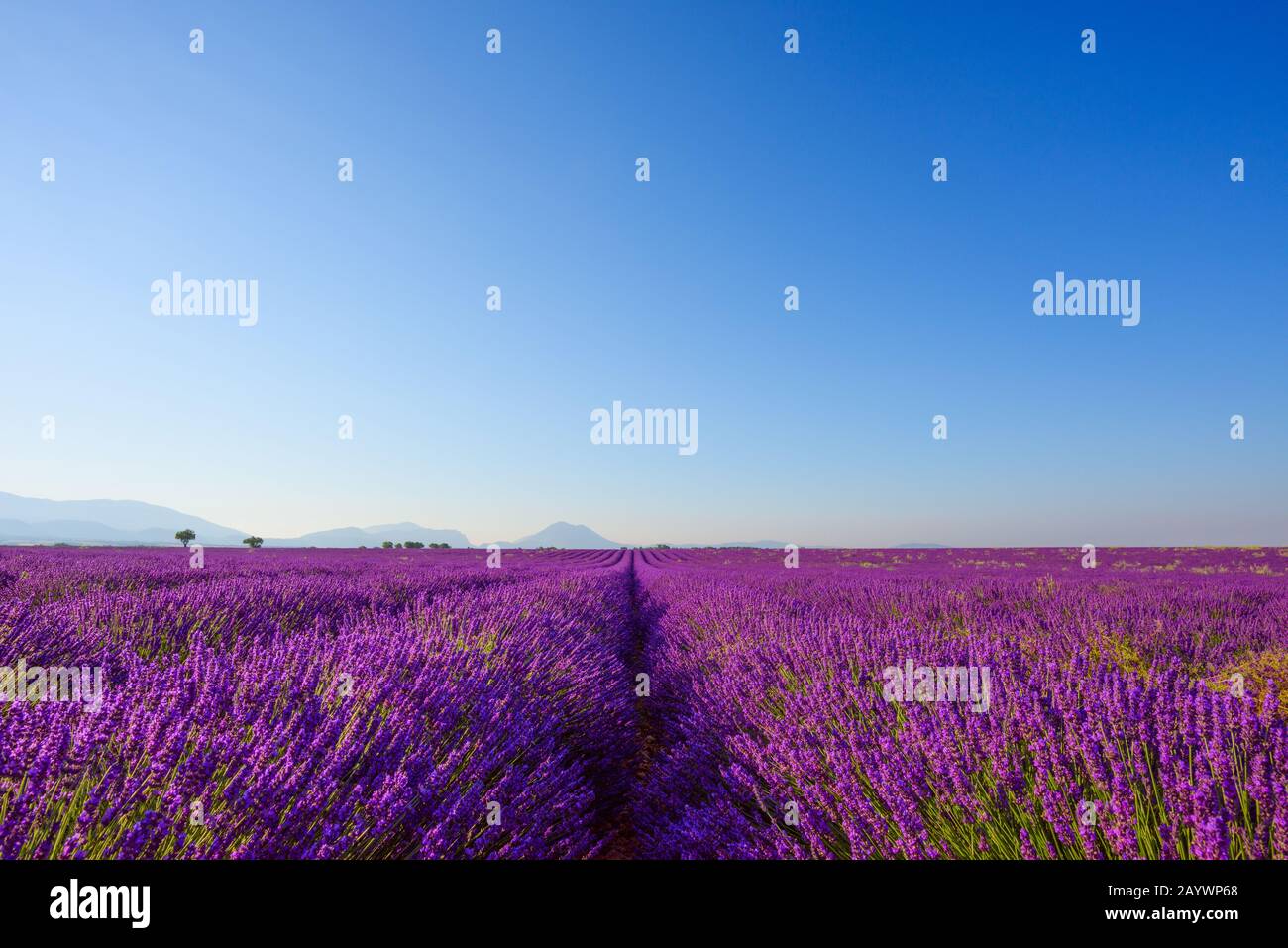 Lavender field in bloom at Provence region France Stock Photo - Alamy