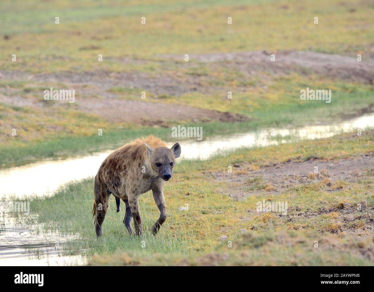 A lone spotted hyena heading home. (Crocuta crocuta) Amboseli National ...
