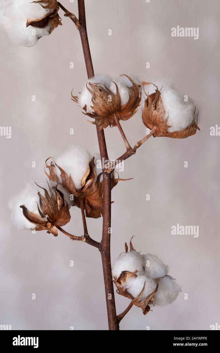 Cotton plant hi-res stock photography and images - Alamy