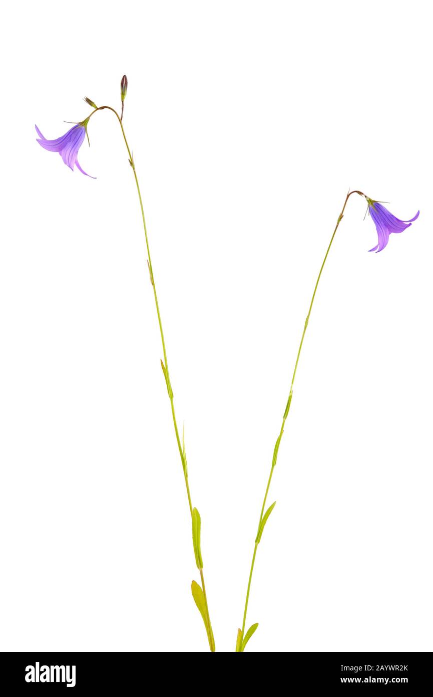 Patula Cut Out Stock Images & Pictures - Alamy