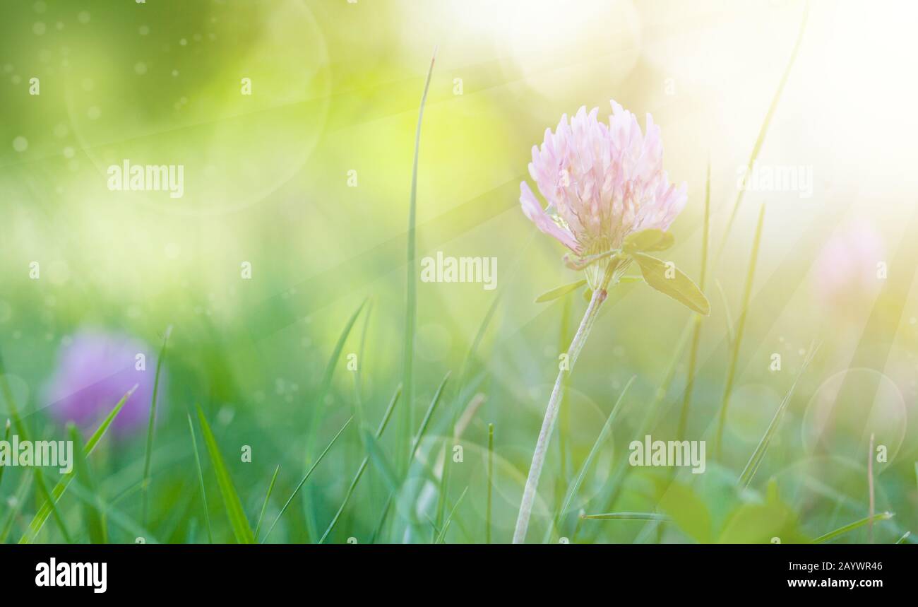 Art Spring Natural Green Background with bokeh, Clover Flowers Stock ...