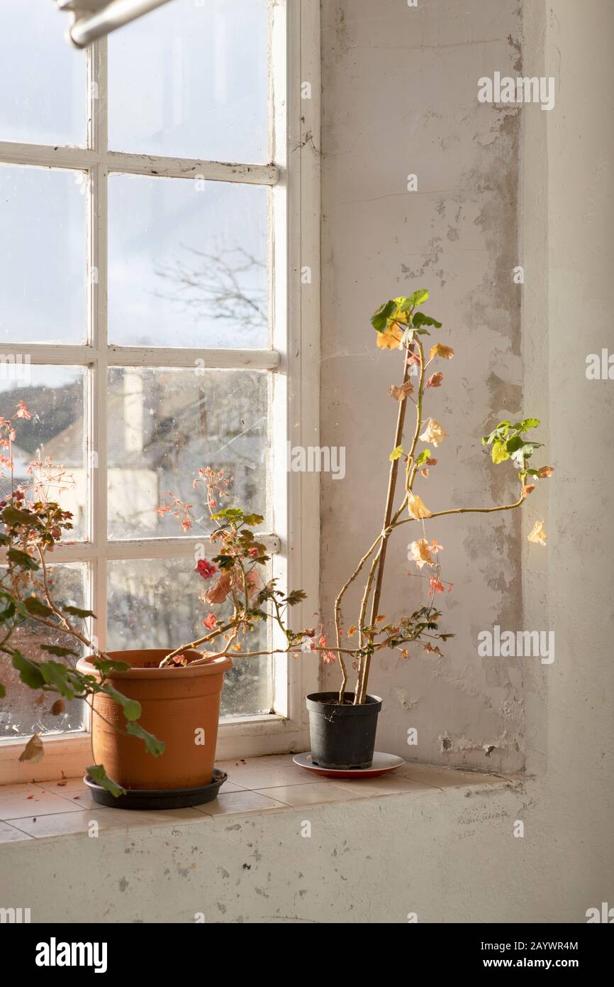 Pot plants in the staircase windows of the old part of the Krowji ...