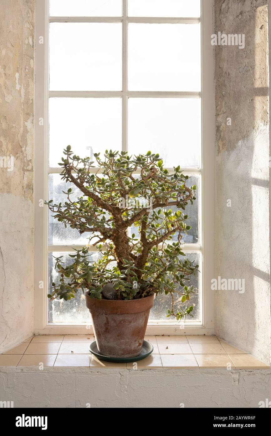 Pot plants in the staircase windows of the old part of the Krowji ...