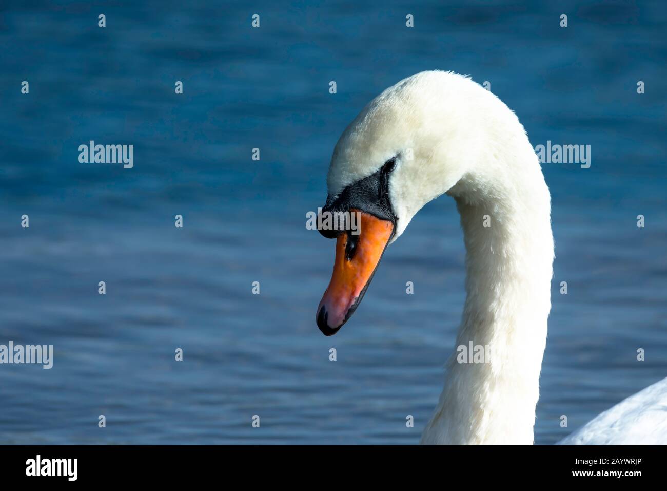 Close up of portrait swan face Stock Photo - Alamy