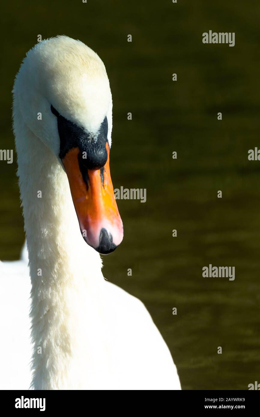 Close up of portrait swan face Stock Photo - Alamy