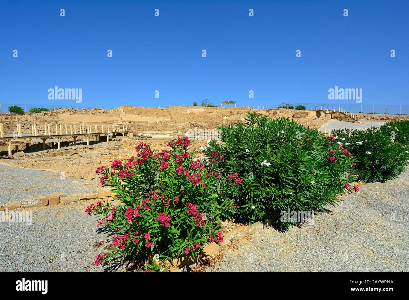 Hephaistia hi-res stock photography and images - Alamy