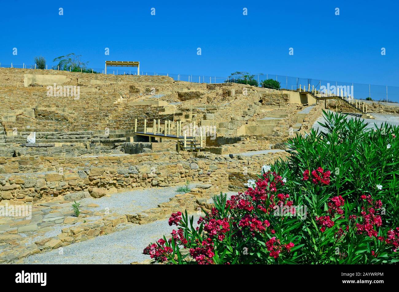 Hephaistia hi-res stock photography and images - Alamy