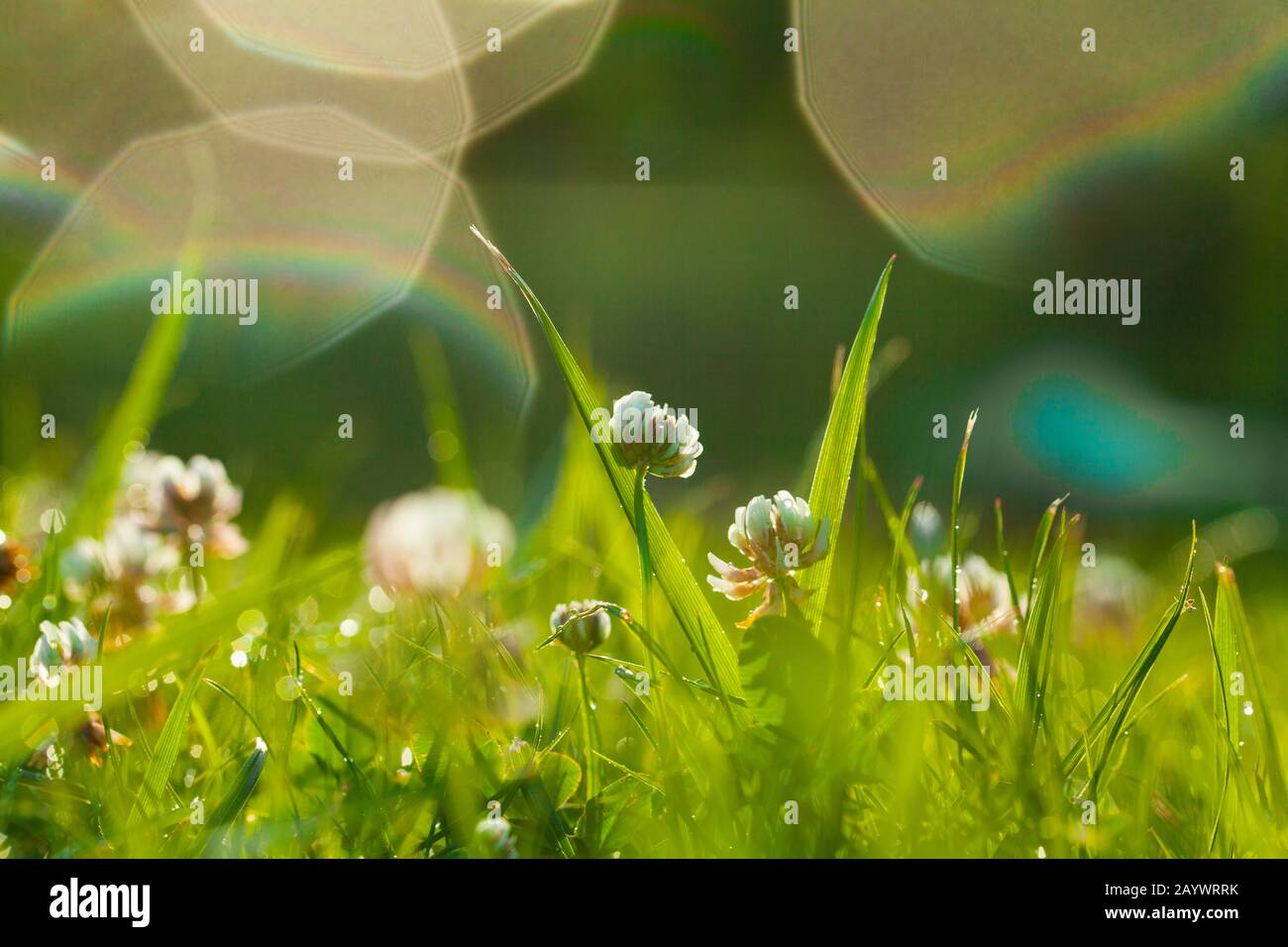 Art Spring Natural Green Background, Clover Flowers after rain Stock ...
