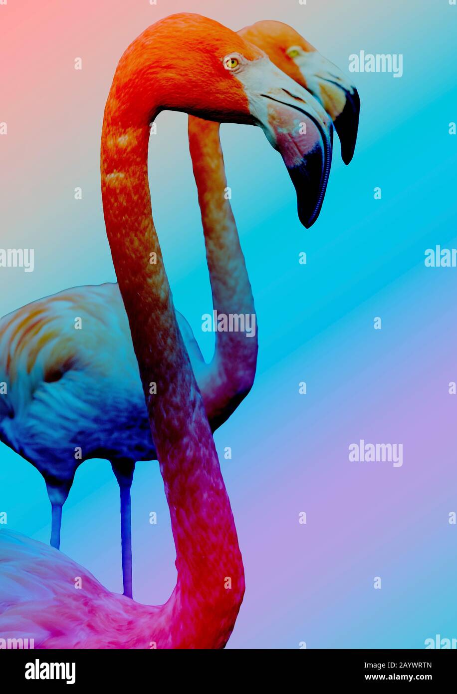 Colorful Flamingos Illustration, Exotic Bird Pastel, Decorative Graphic ...