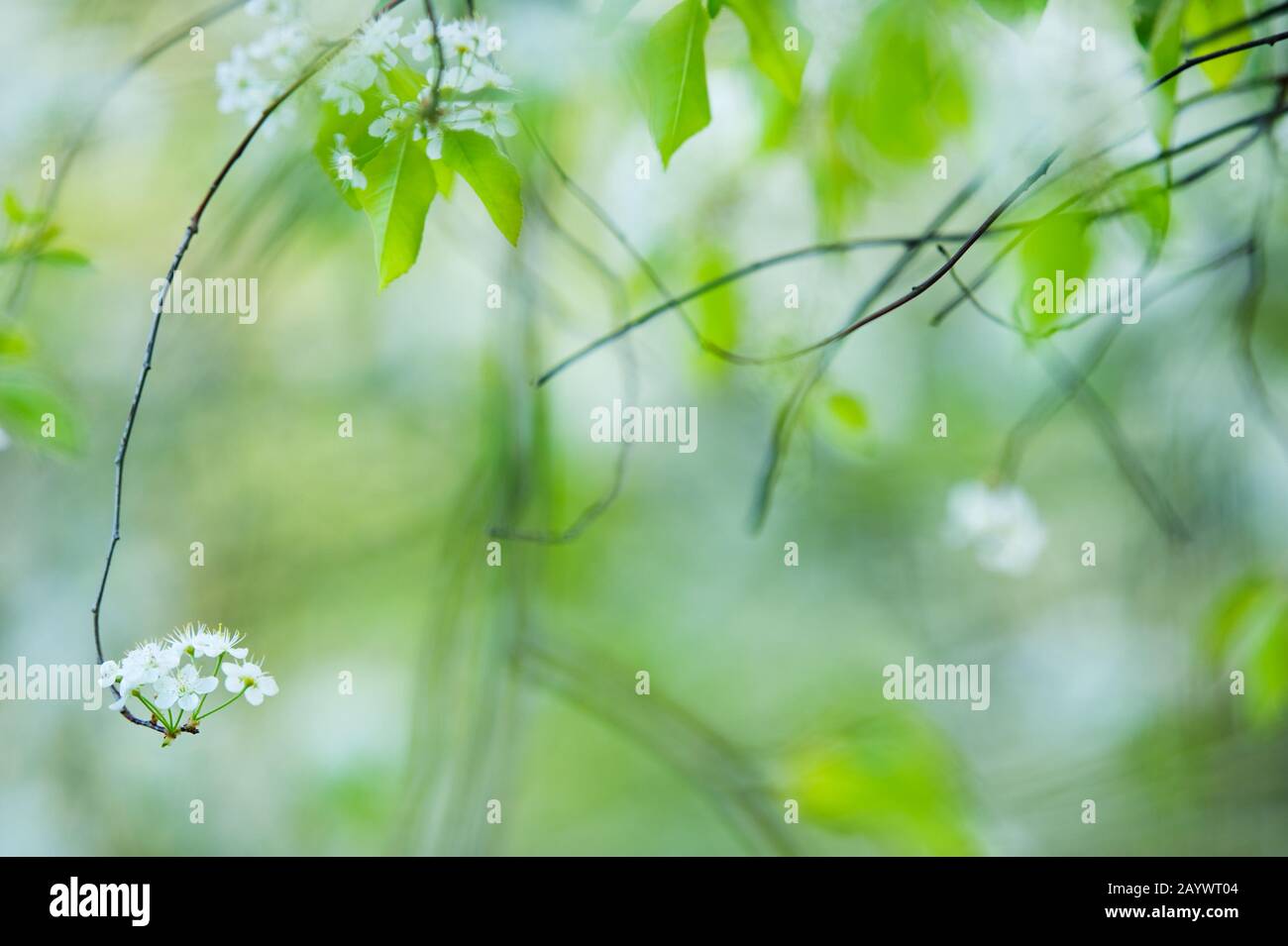 Flowering branch of Pin cherry (Prunus pensylvanica). Shallow DOF Stock ...