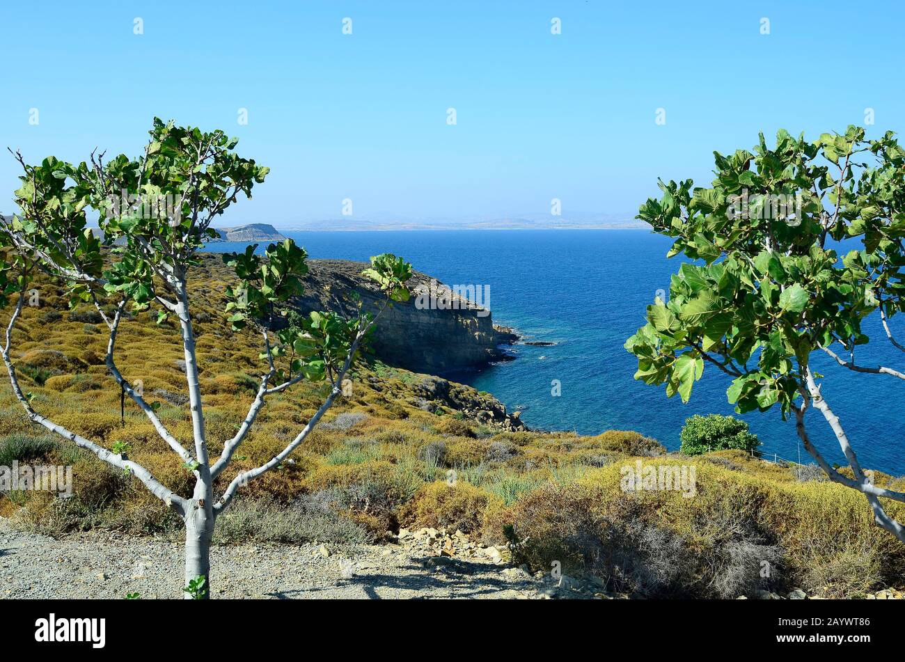 Botany bay fig hi-res stock photography and images - Alamy