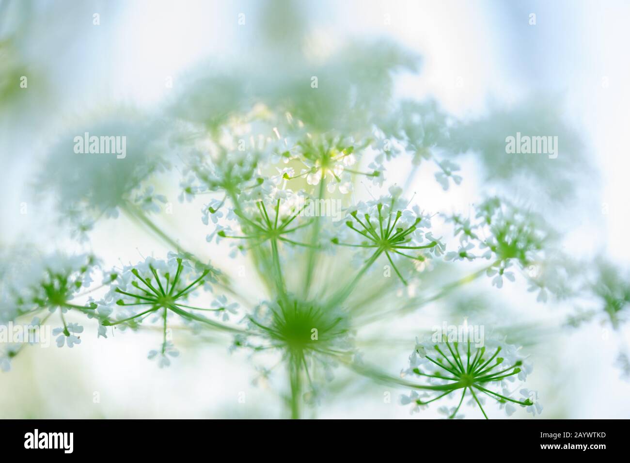 Goutweed hi-res stock photography and images - Alamy