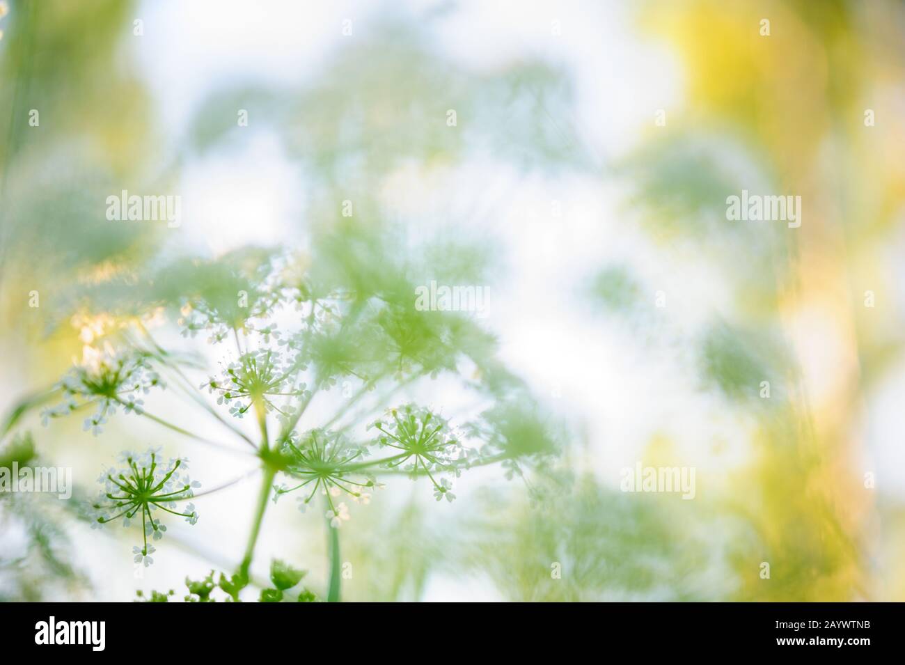 Goutweed hi-res stock photography and images - Alamy