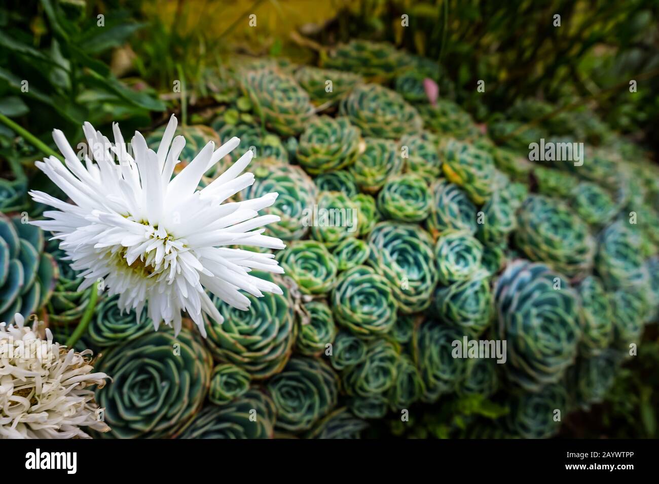 White mexican rose hi-res stock photography and images - Alamy