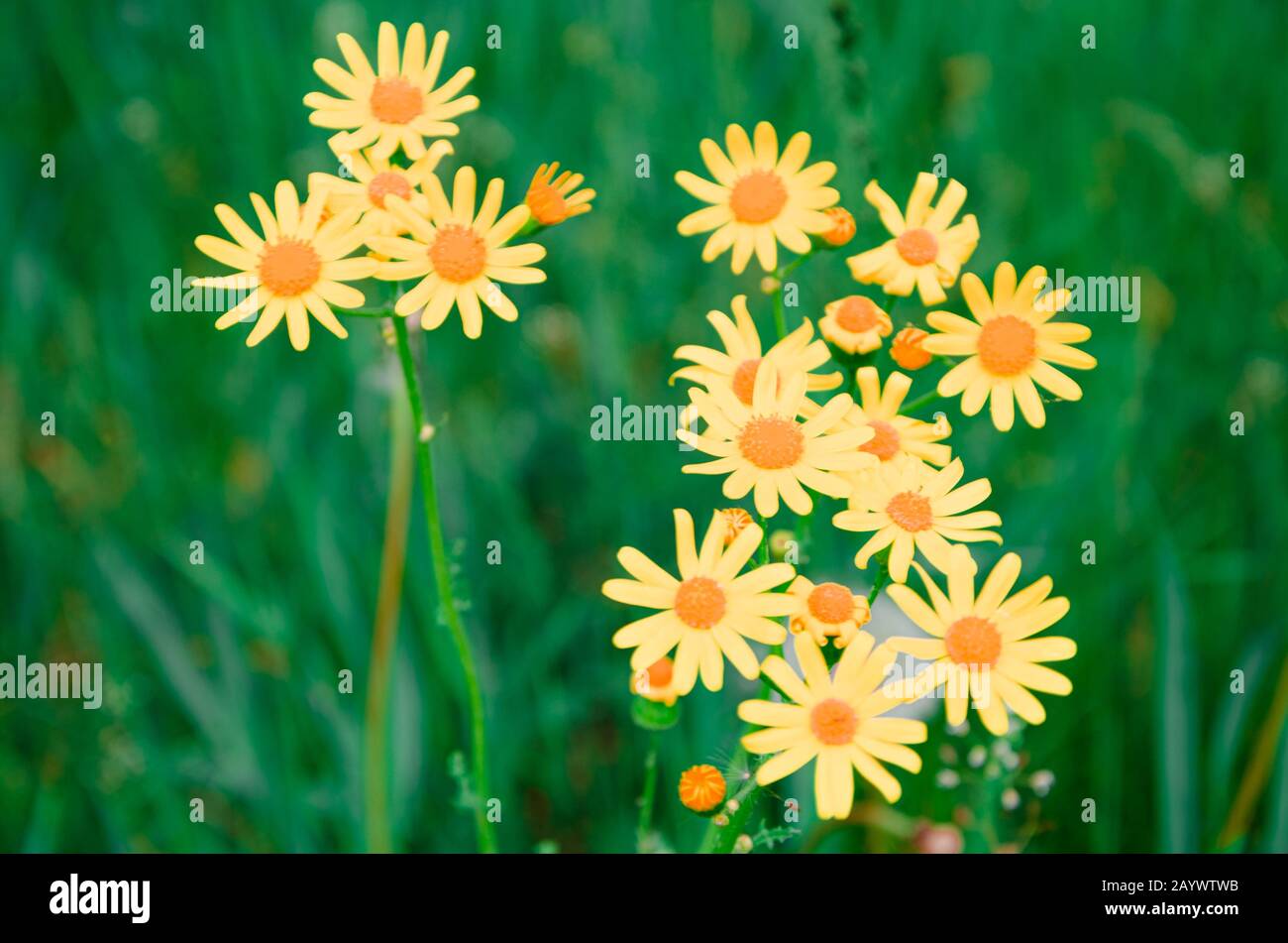 Daisy light painting hi-res stock photography and images - Alamy