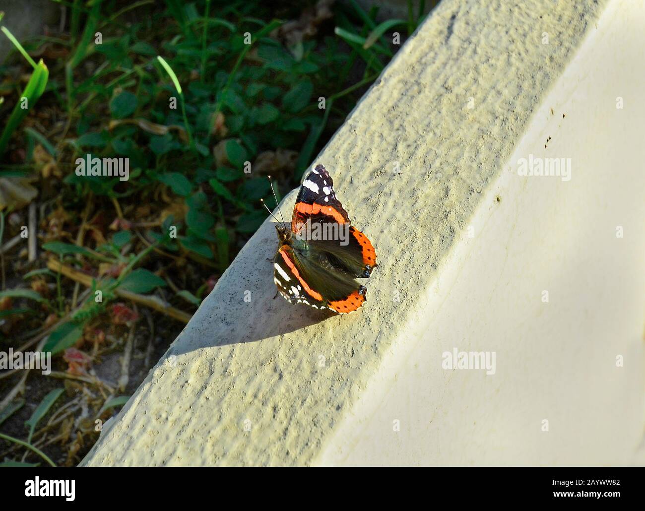 Greece butterfly hi-res stock photography and images - Alamy
